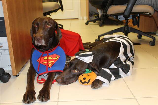 The World Famous Dataman Group Data Dogs
